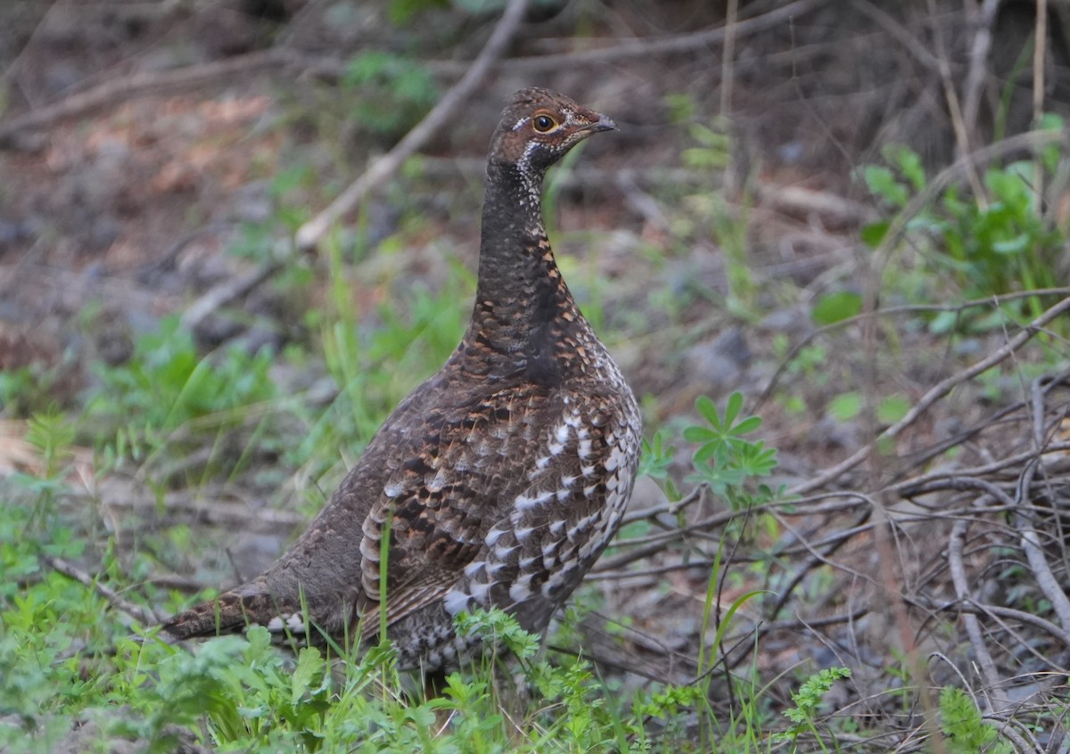 eBird Checklist - 19 Apr 2025 - Camp Wilkerson Rd, Rainier US-OR 45. ...