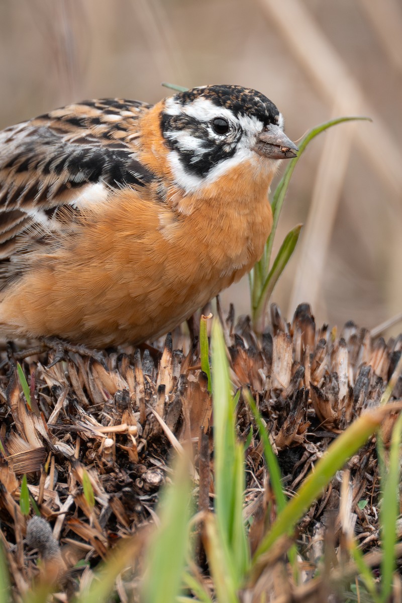 eBird Checklist - 19 Apr 2025 - Killdeer (Tinley Creek) Wetlands - 24 species