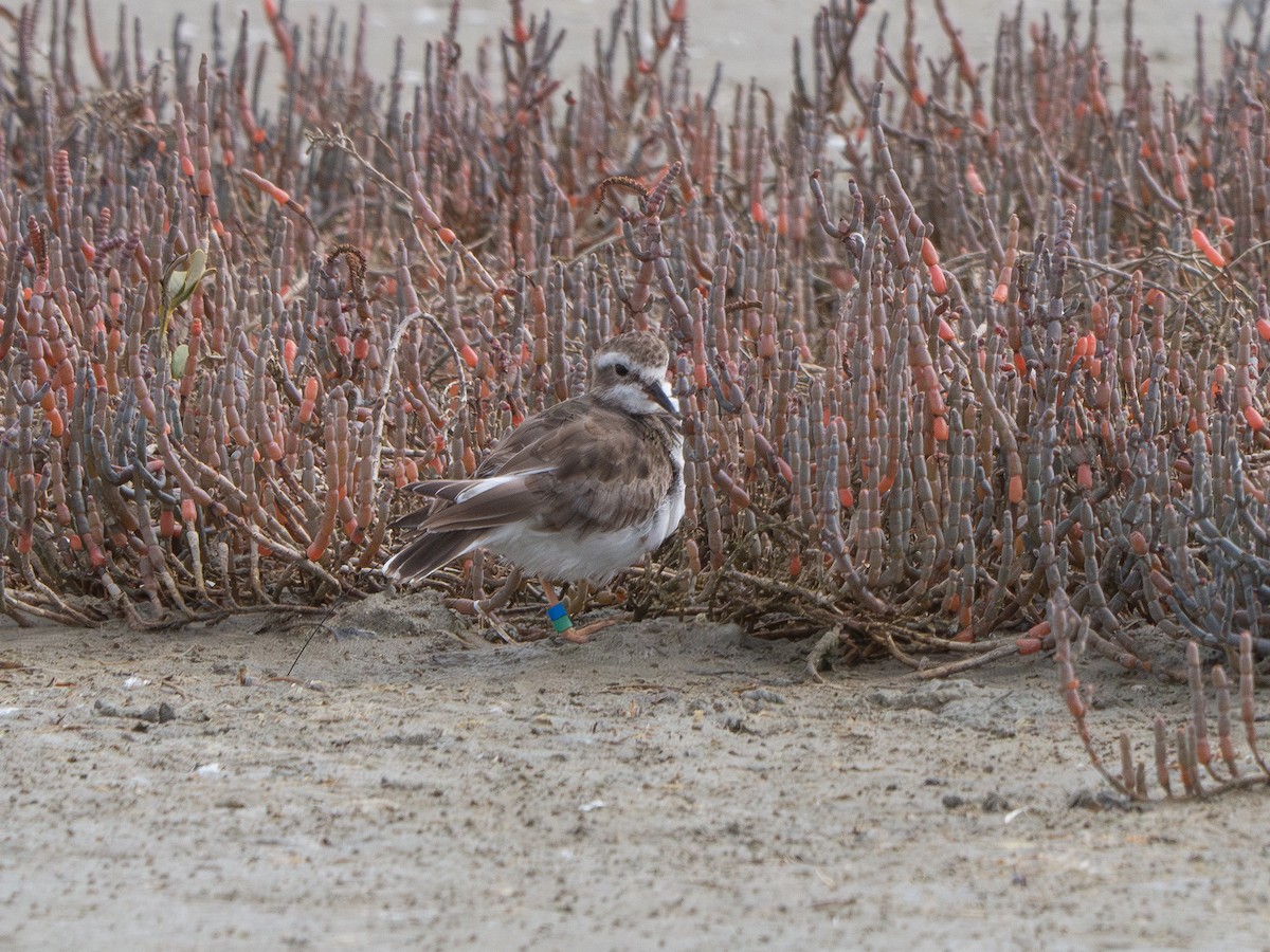 eBird Checklist - 20 Apr 2025 - Potts Lane end--shellbank & tidal area ...