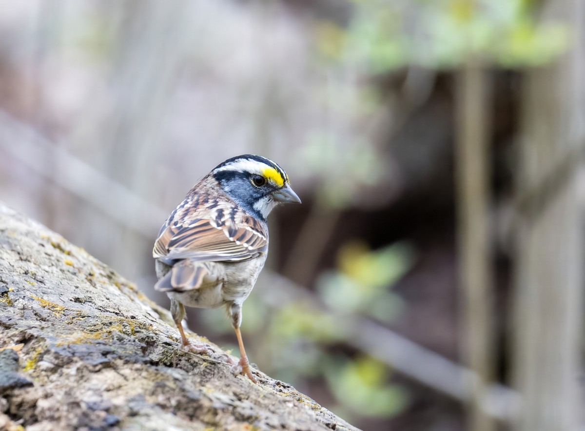 ML634070650 - White-throated Sparrow - Macaulay Library