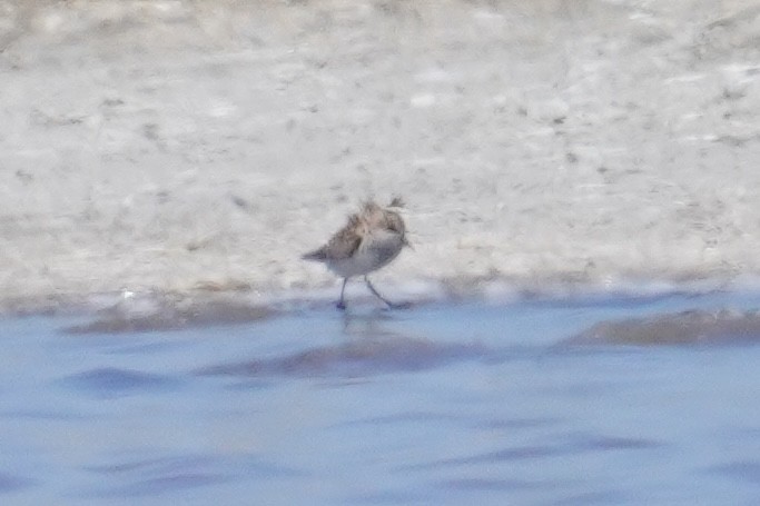 ML634073598 - Little Stint - Macaulay Library