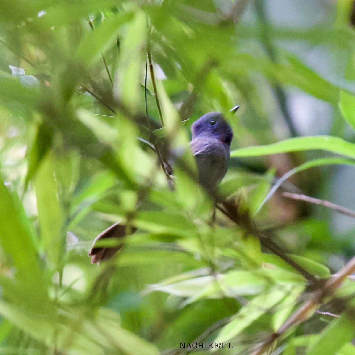 Black-naped Monarch - Hypothymis azurea - Medya Ara - Macaulay Library ...