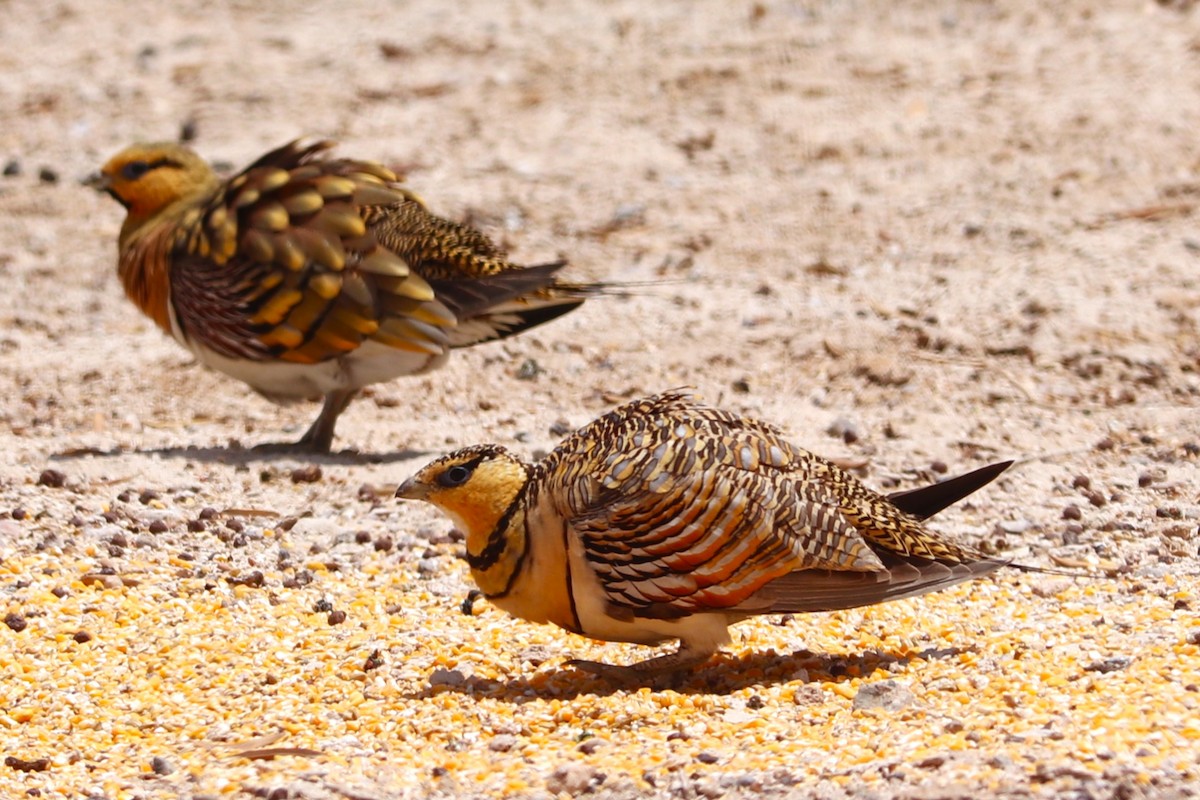 eBird Checklist - 12 Apr 2025 - Al Marmoom DCR--general area - 26 ...