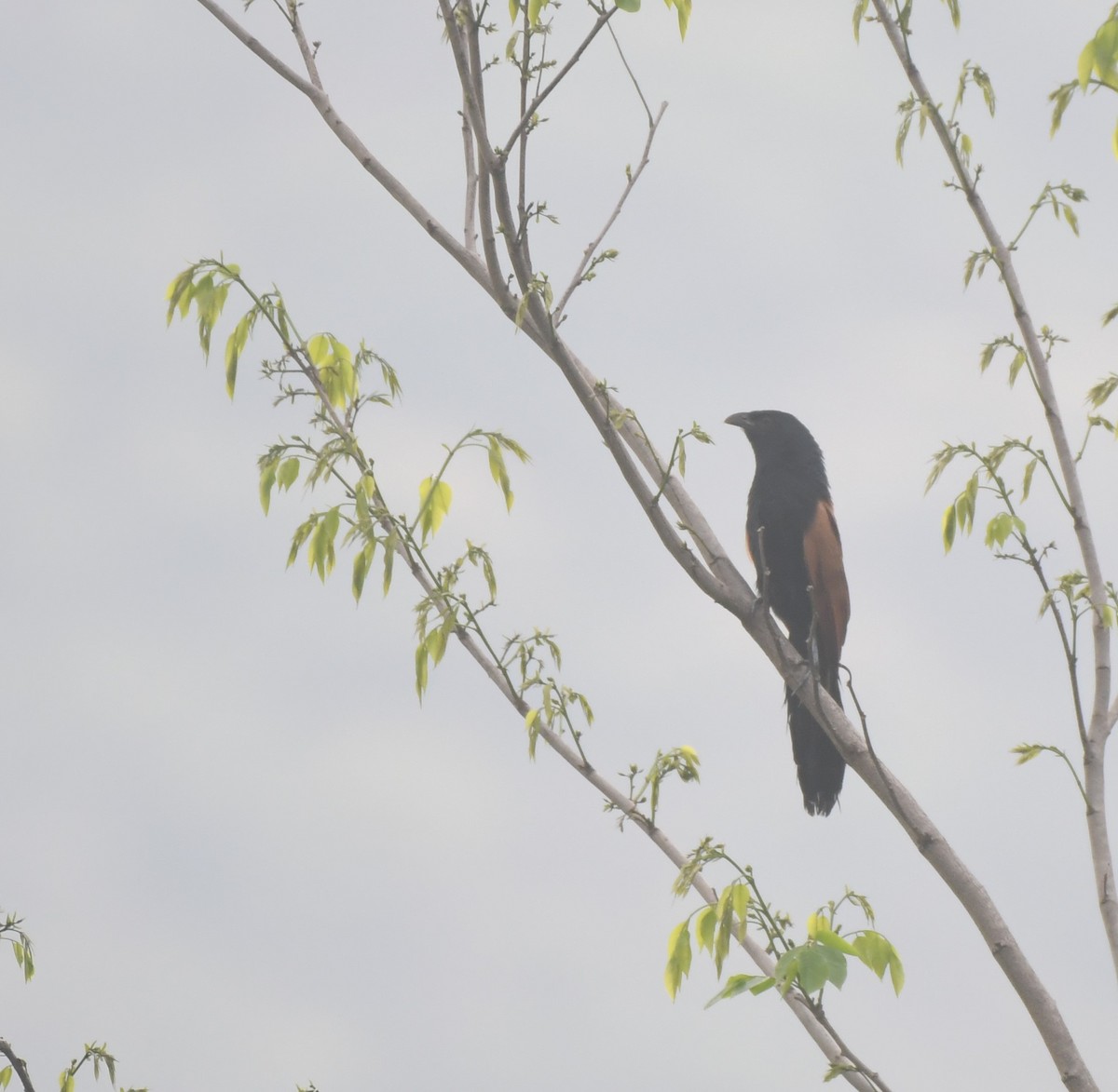 eBird Checklist - 20 Apr 2025 - Pat Sin Leng Country Park - 40 species ...
