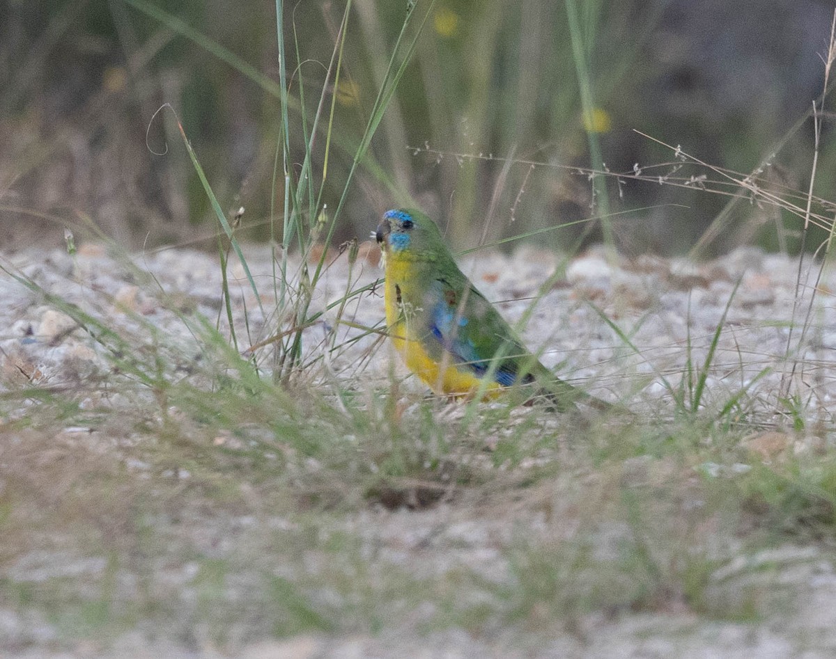 ML634084642 - Turquoise Parrot - Macaulay Library