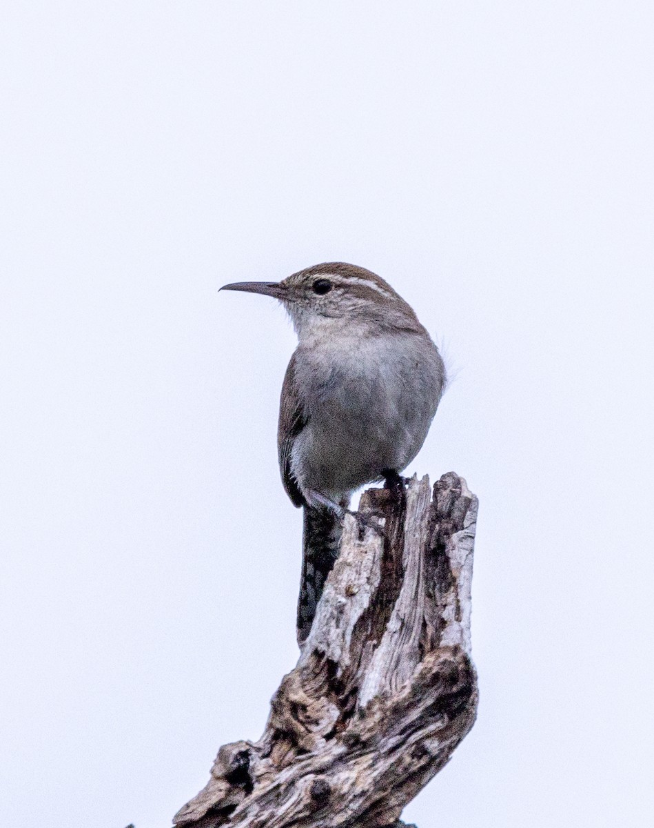 eBird Checklist - 19 Apr 2025 - Stone Oak Park--North - 15 species (+1 ...