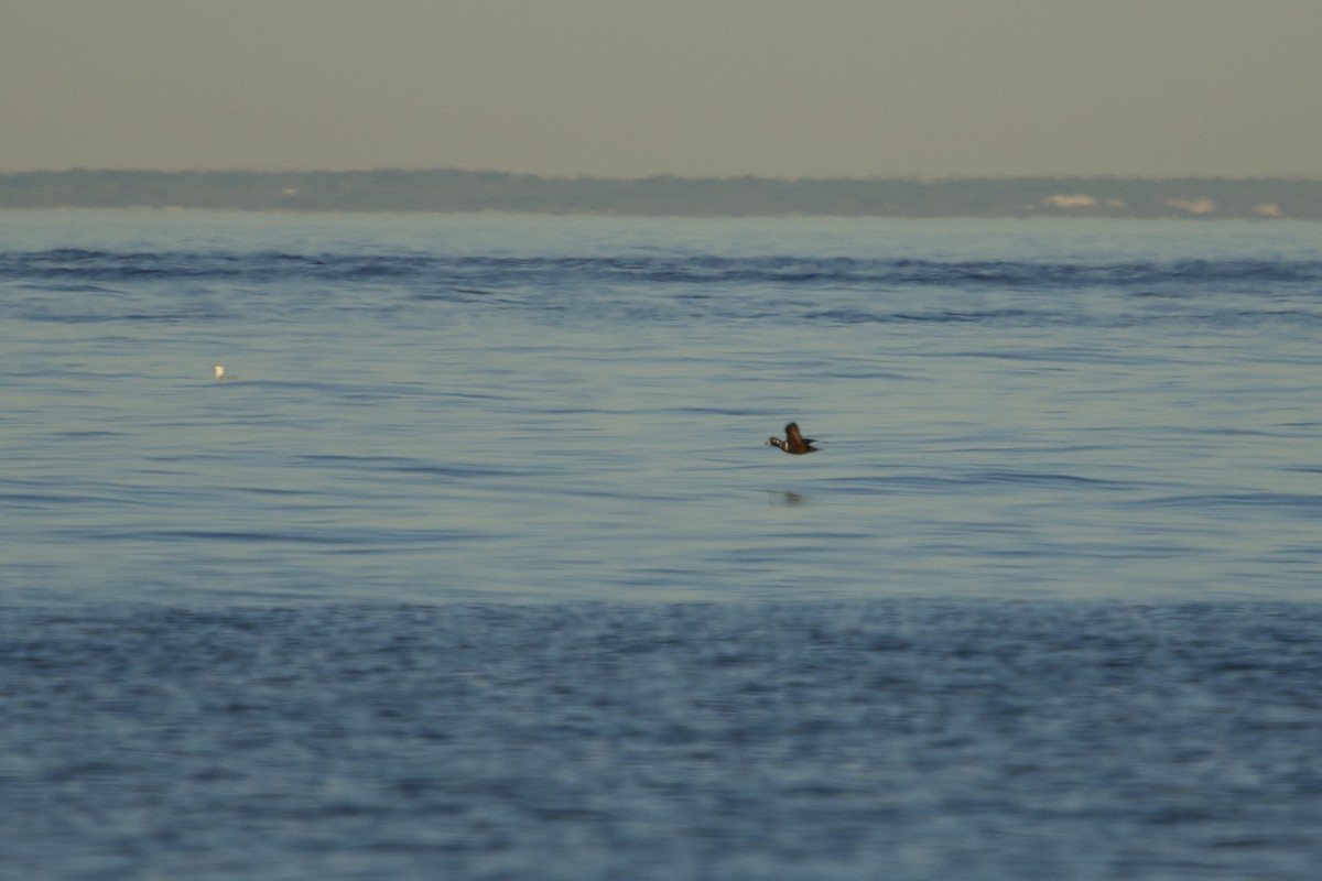 eBird Checklist - 18 Apr 2025 - Race Point - 42 species (+4 other taxa)