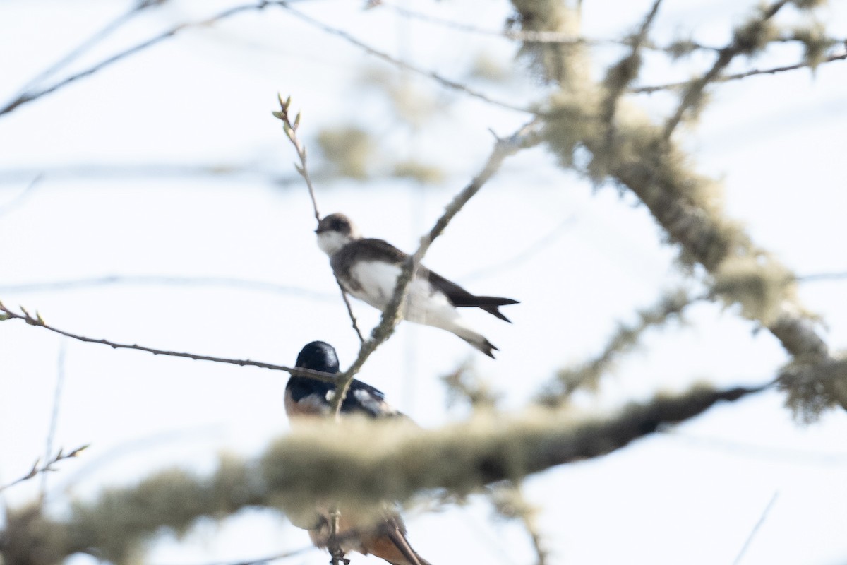 eBird Checklist - 20 Apr 2025 - Trustom Pond NWR - 41 species