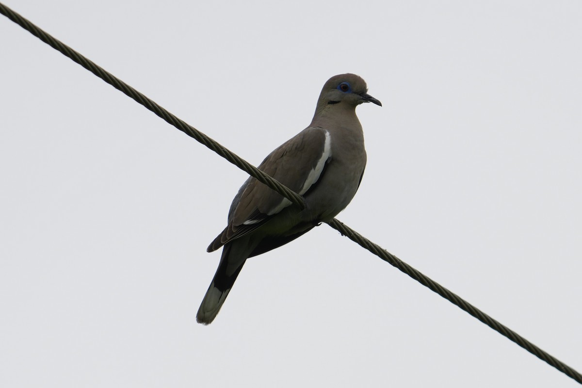 eBird Checklist - 18 Apr 2025 - Peveto Woods--Baton Rouge Audubon ...