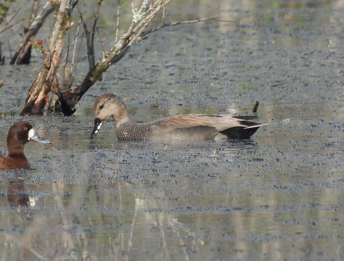 eBird Checklist - 20 Apr 2025 - Kyker Bottoms Refuge - 60 species