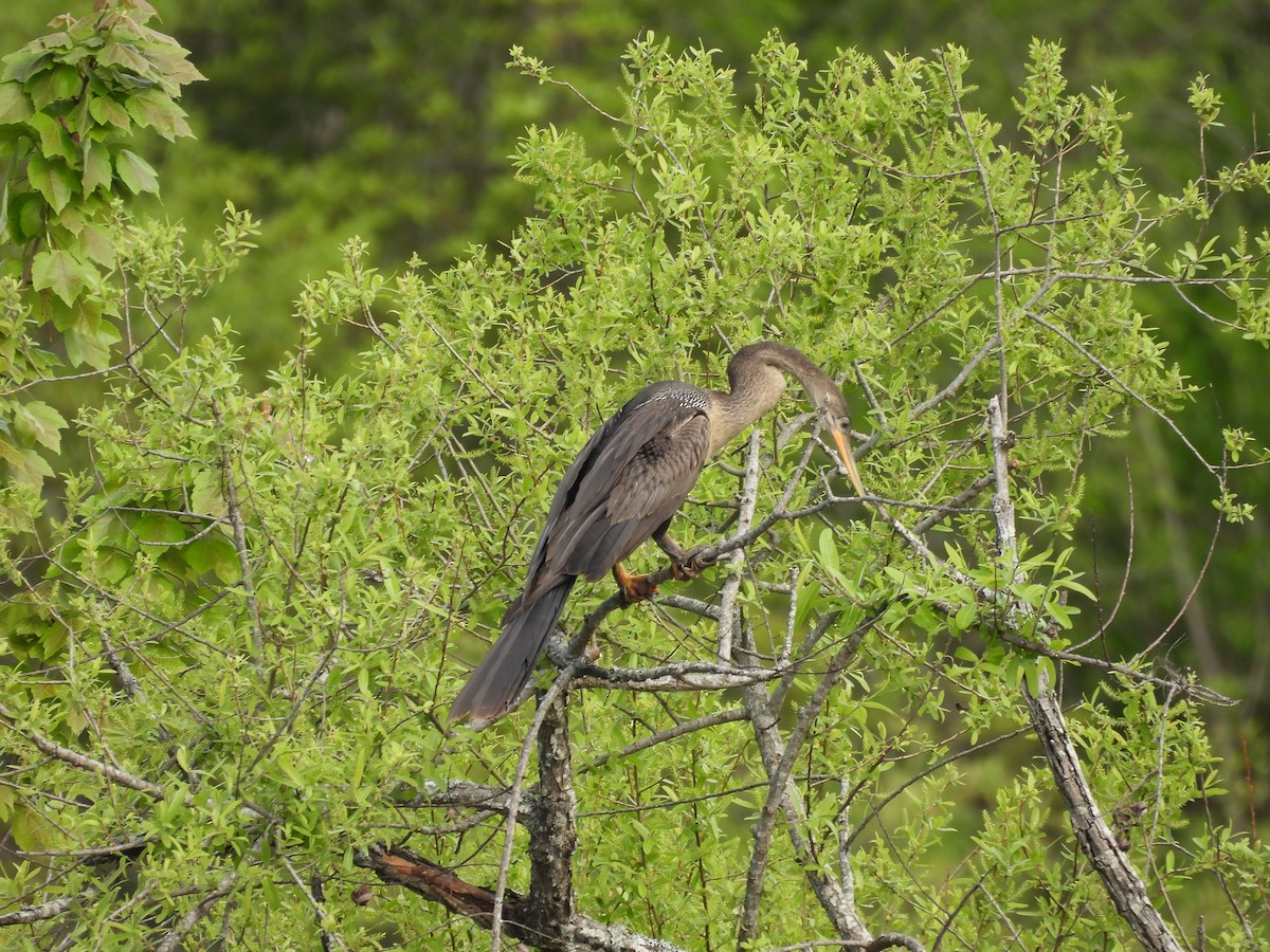 eBird Checklist - 20 Apr 2025 - Stumpy Lake Natural Area - 36 species
