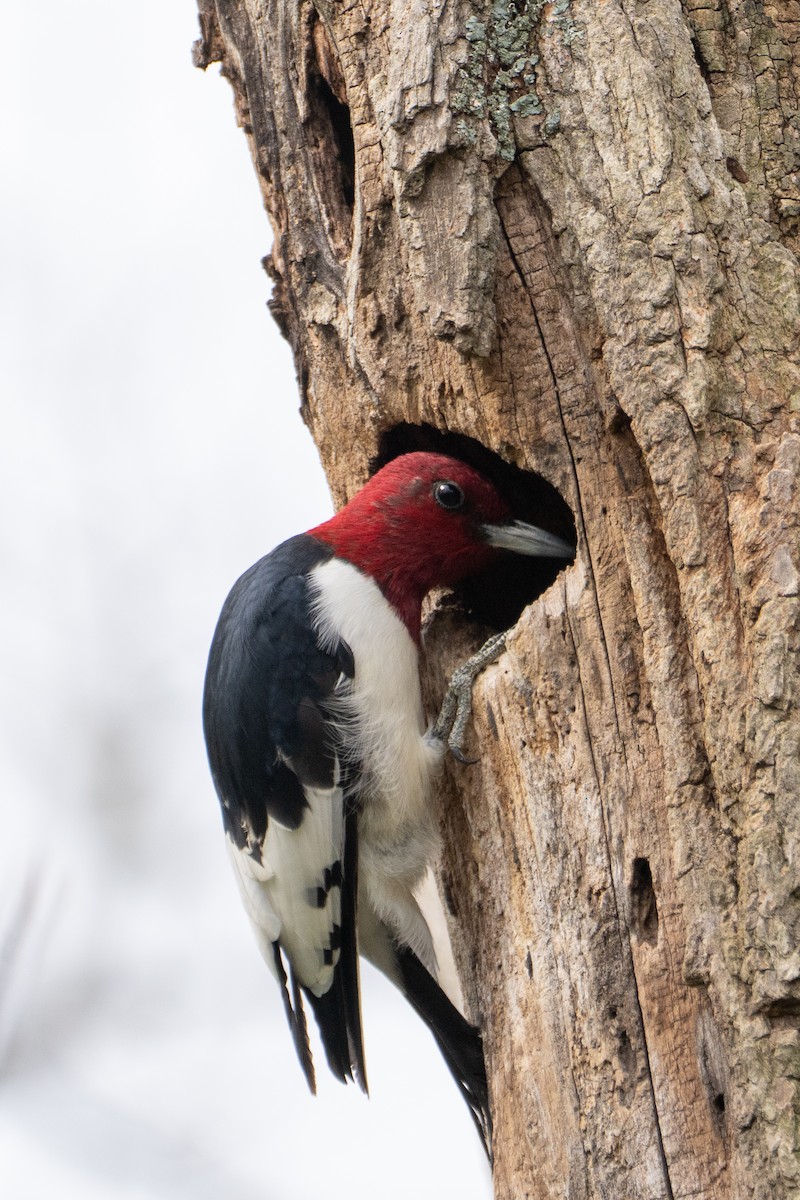 eBird Checklist - 19 Apr 2025 - Cincinnati Nature Center--Rowe Woods ...