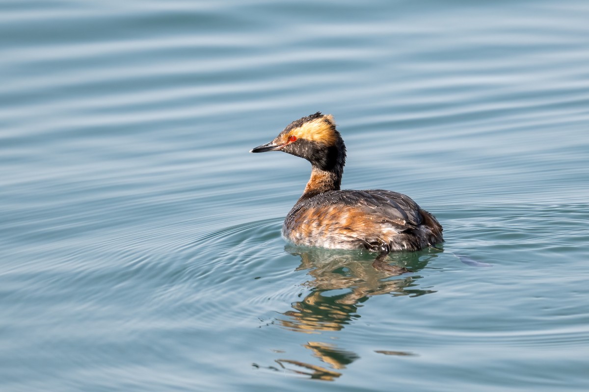 eBird Checklist - 20 Apr 2025 - Point Pelee National Park (general ...