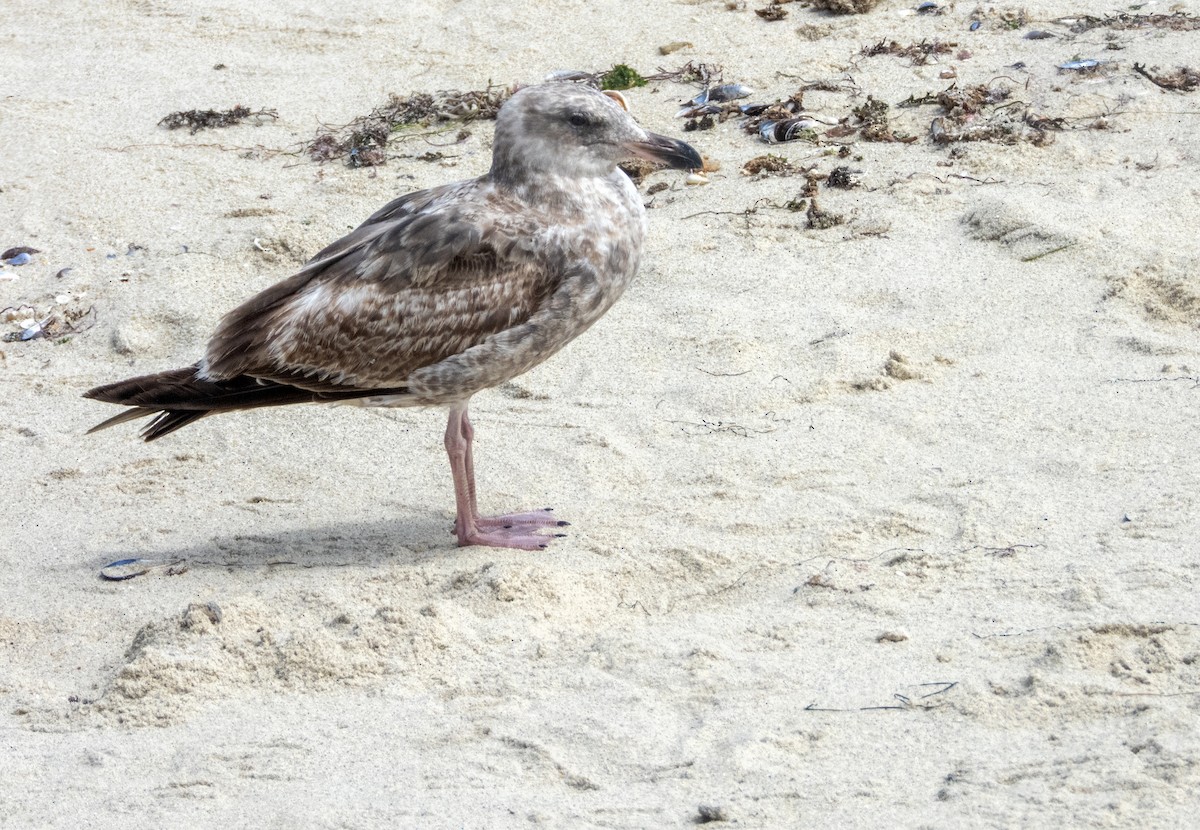 ML634104876 - Western Gull - Macaulay Library