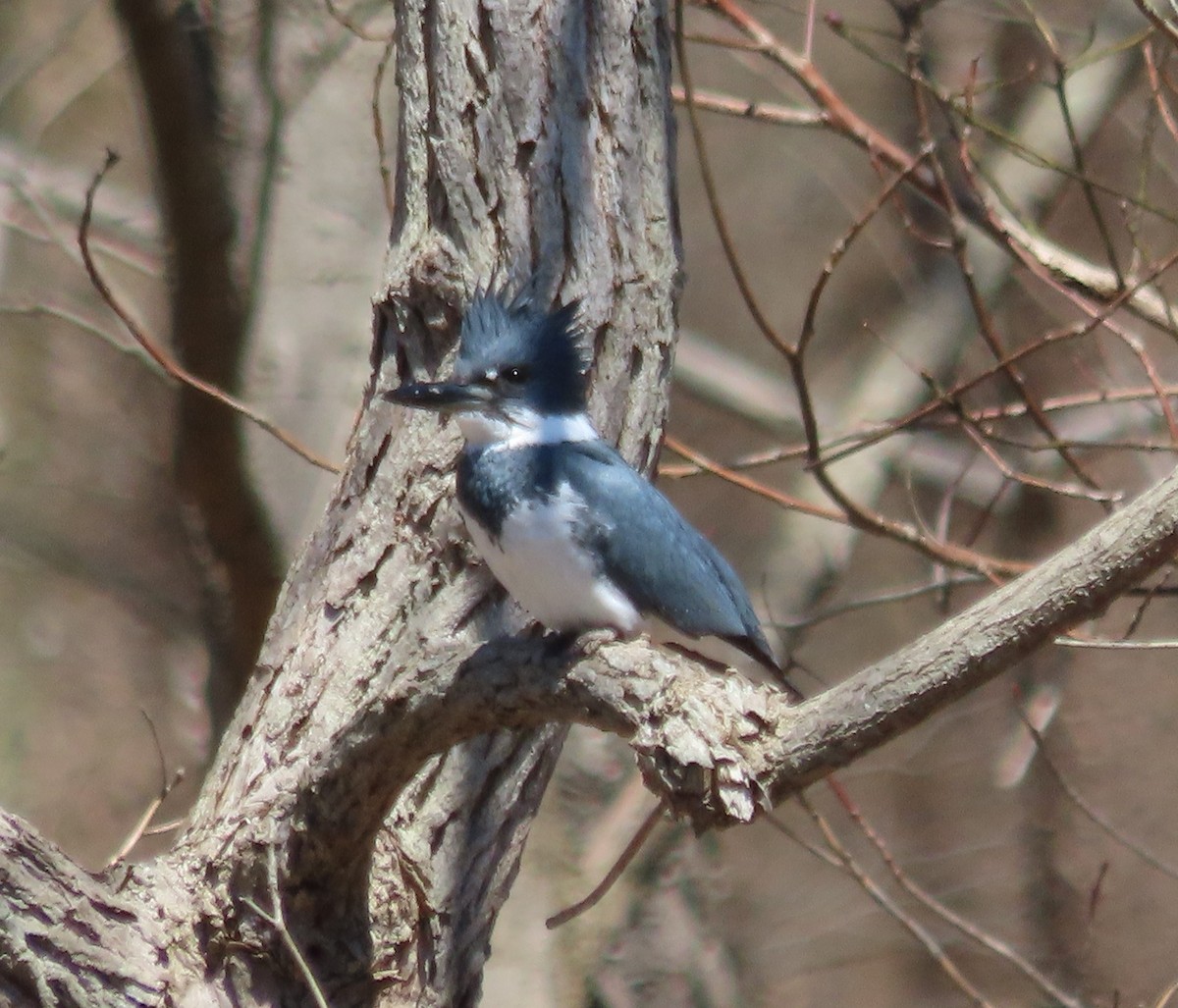 eBird Checklist - 13 Apr 2025 - State Game Lands 130--Reeds Furnace ...