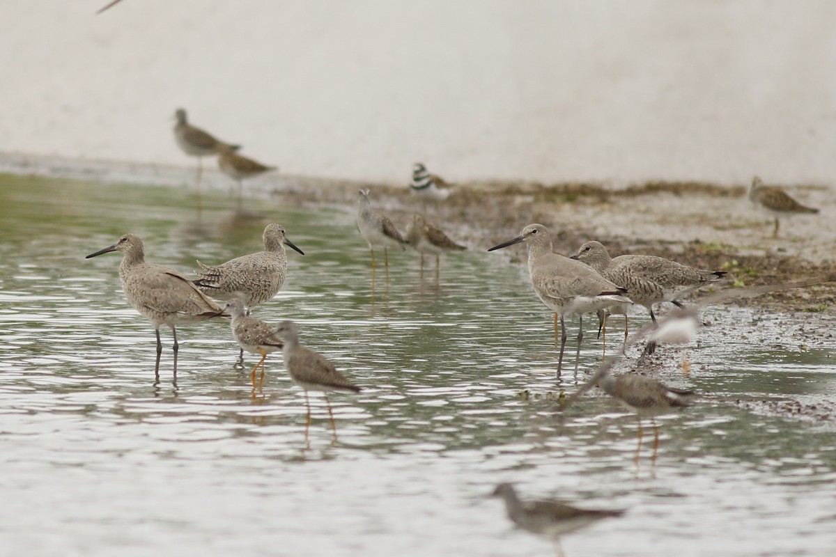 eBird Checklist - 20 Apr 2025 - Maynard C. Stiles WTP - 23 species