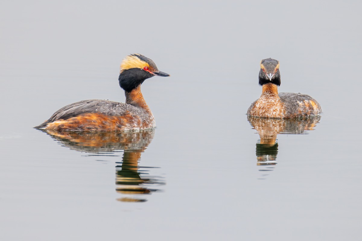 eBird Checklist - 20 Apr 2025 - Bde Maka Ska - 6 species