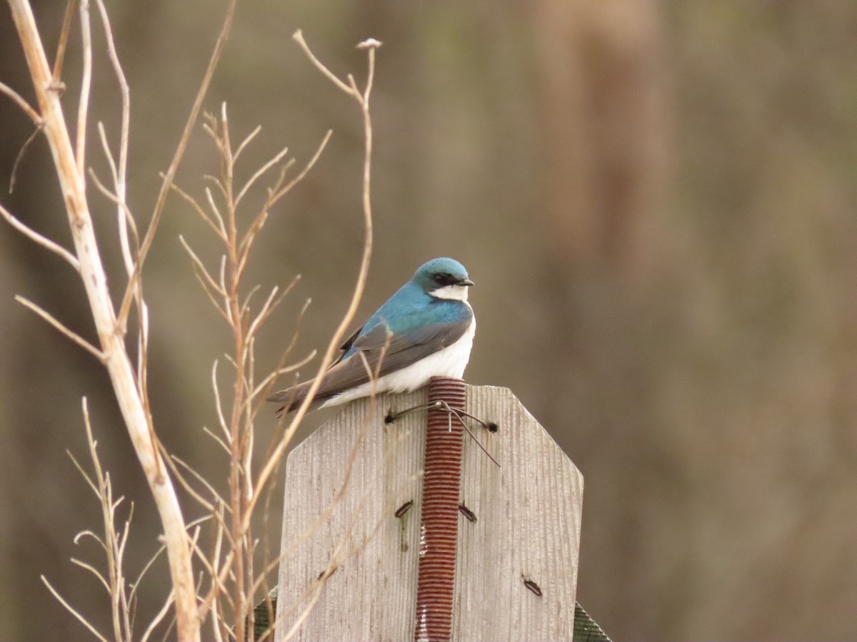 eBird Checklist - 20 Apr 2025 - Middle Fork River FP--Point Pleasant ...