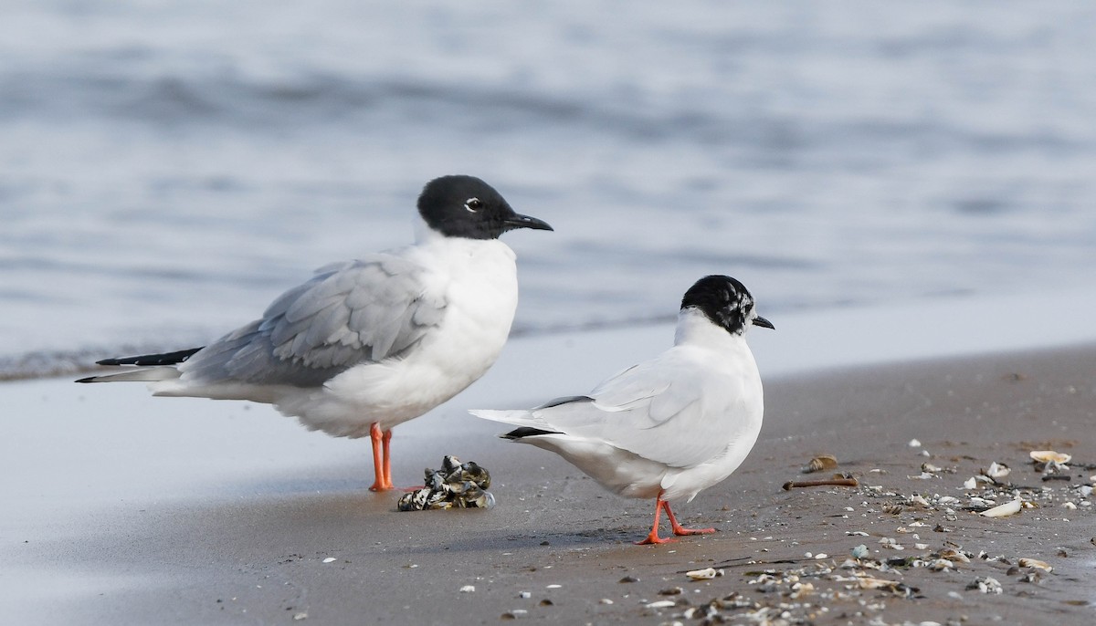 ML634121235 - Little Gull - Macaulay Library