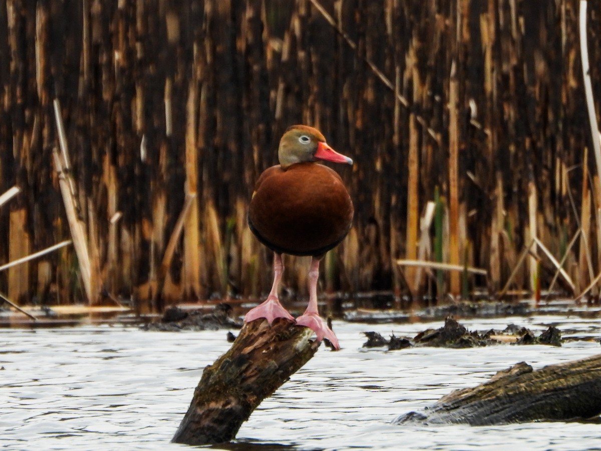 eBird Checklist - 20 Apr 2025 - Lincoln Marsh Natural Area, Wheaton - 4 ...