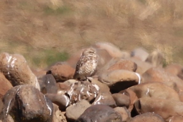 eBird Checklist - 18 Apr 2025 - Burrowing Owl Spot - 6 species