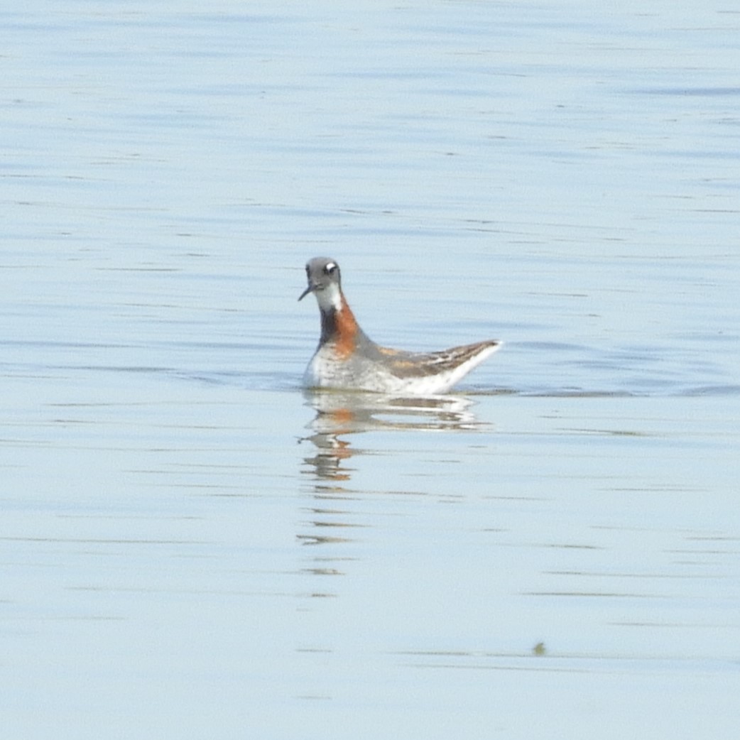 eBird Checklist - 20 Apr 2025 - Merced NWR (Please use a more specific ...