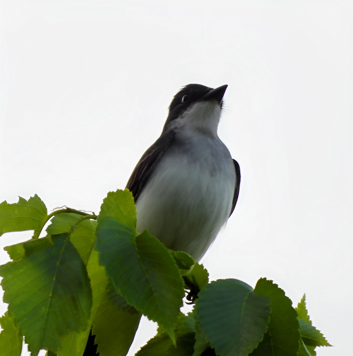 eBird Checklist - 20 Apr 2025 - Stumpy Lake Natural Area - 23 species