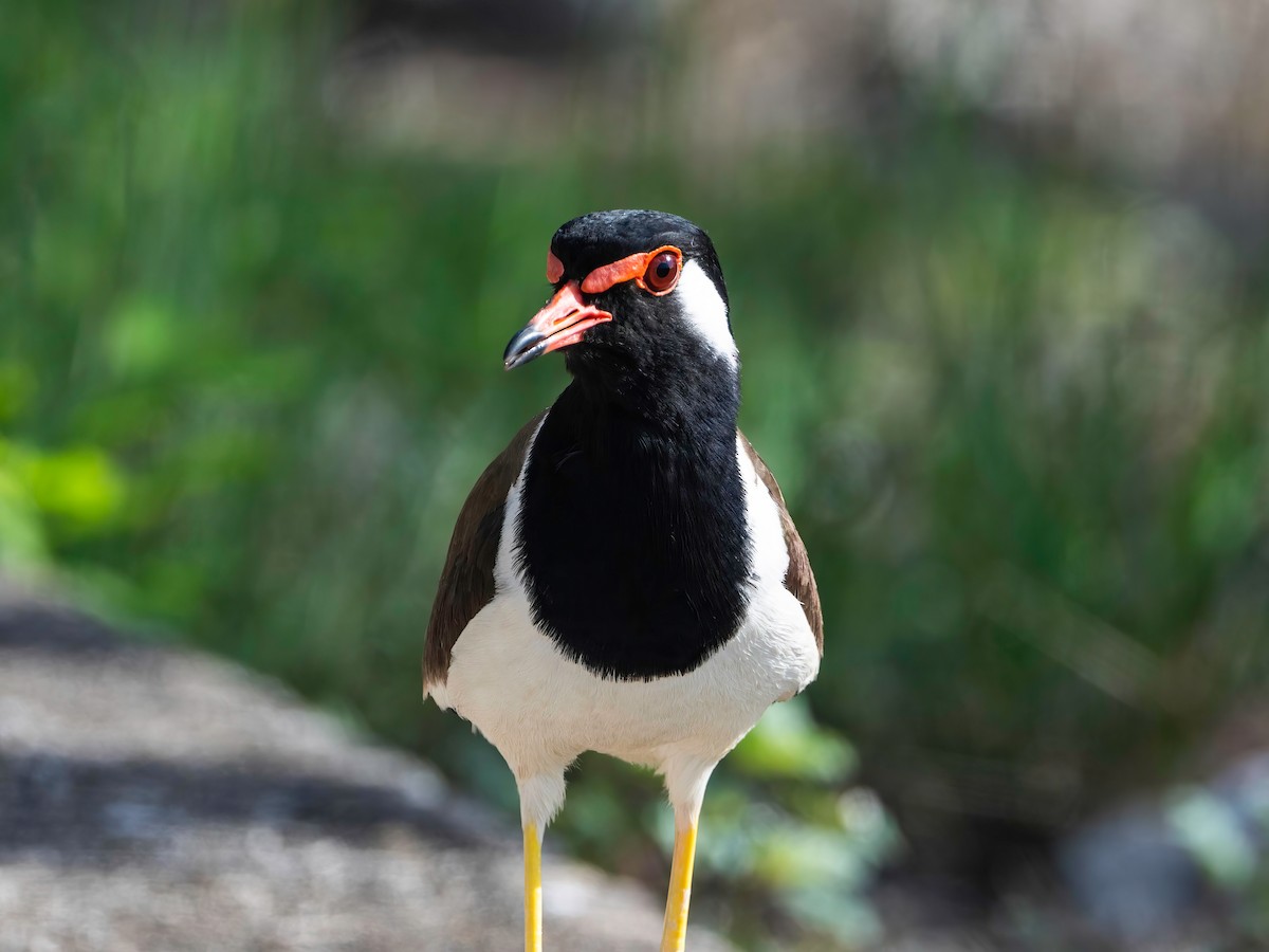 eBird Checklist - 20 Apr 2025 - Sichang Island (Ko Sichang) - 17 species