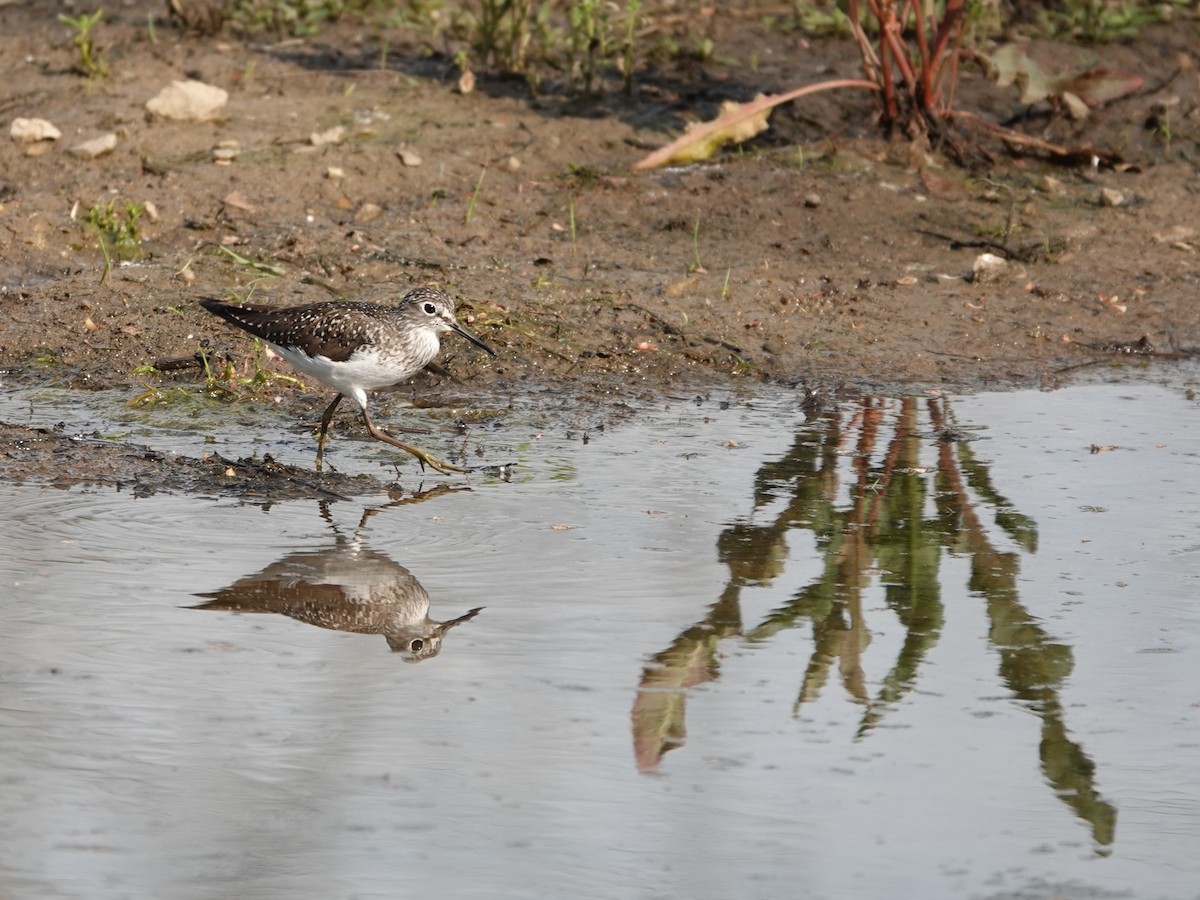 eBird Checklist - 20 Apr 2025 - Drake's Landing Walking Path - 37 species