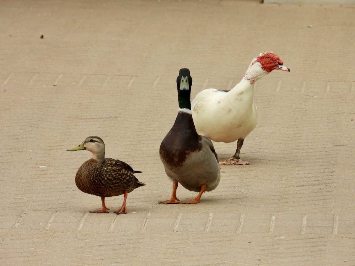 eBird Checklist - 20 Apr 2025 - South Padre Is.--Birding and Nature ...