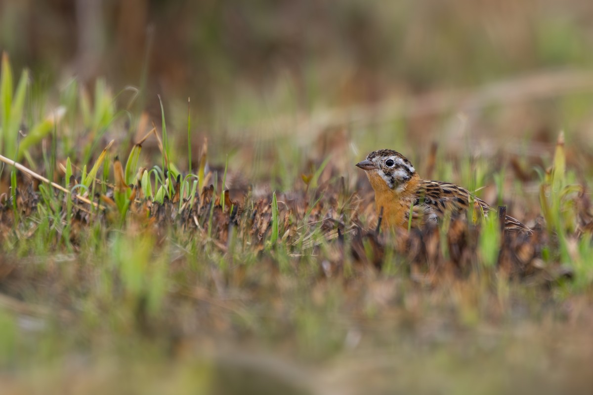 ML634139192 - Smith's Longspur - Macaulay Library