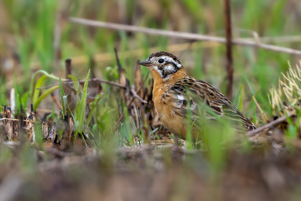 ML634139193 - Smith's Longspur - Macaulay Library
