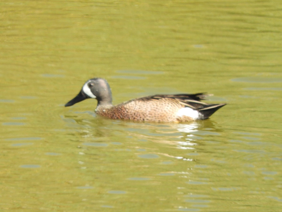 eBird Checklist - 19 Apr 2025 - Salton Sea SRA--Headquarters and ...