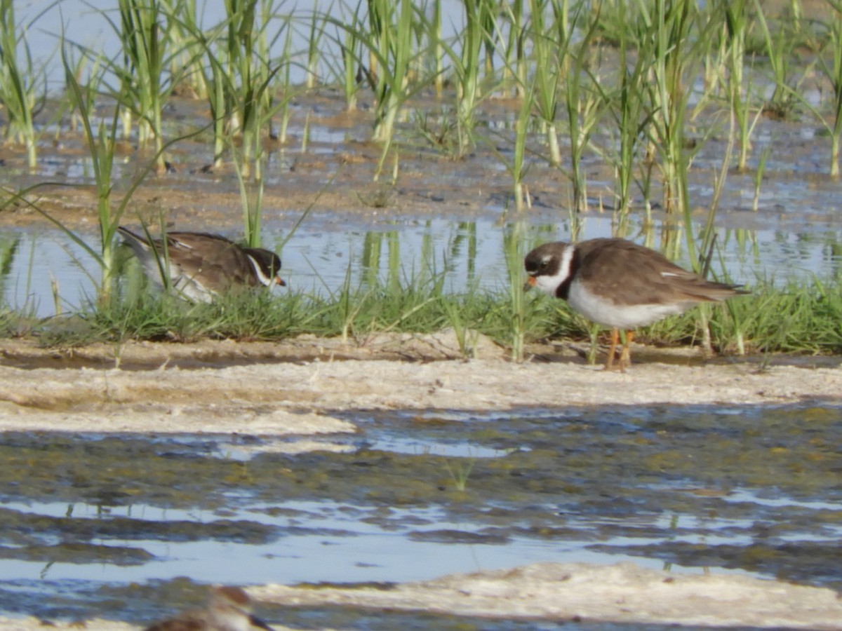 eBird Checklist - 19 Apr 2025 - Salton Sea SRA--Salt Creek Beach - 32 ...