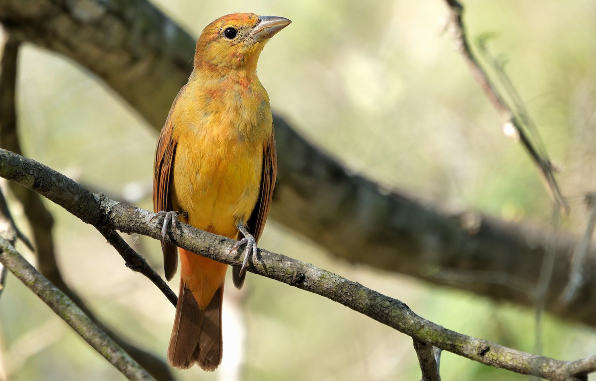 ML634146357 - Summer Tanager - Macaulay Library
