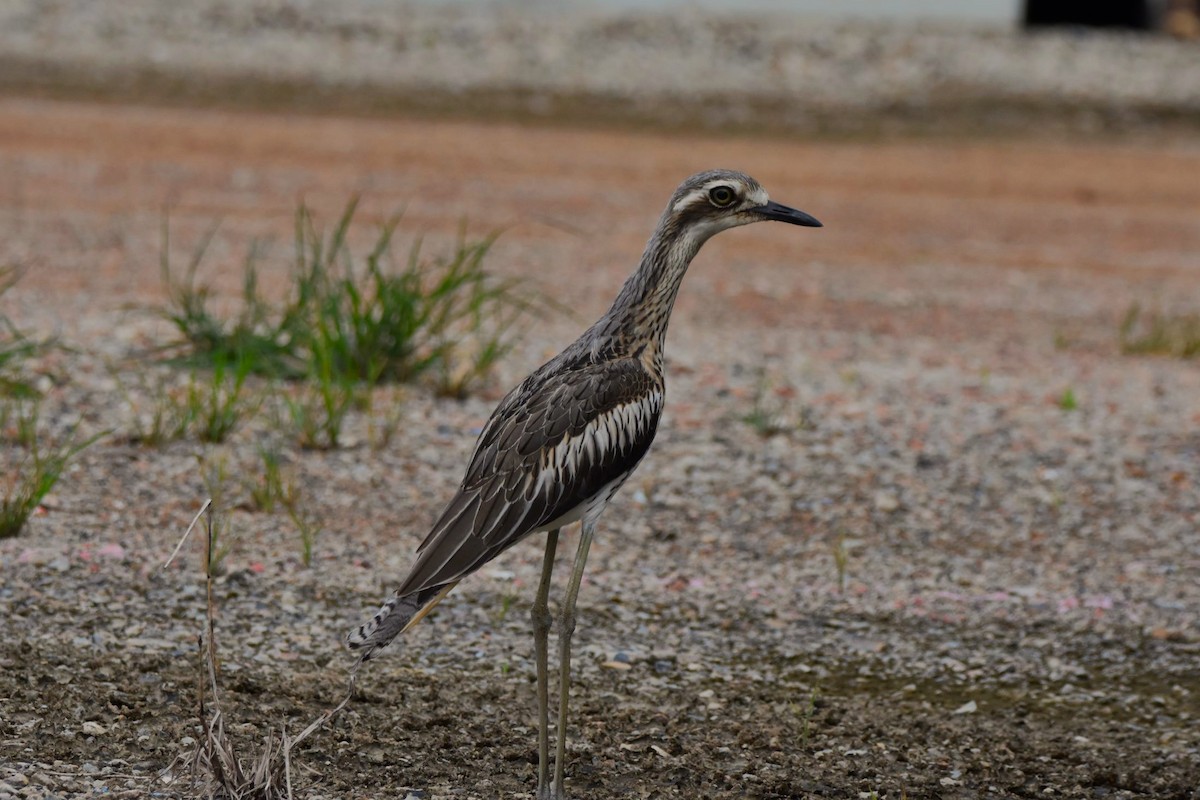 eBird Checklist - 19 Apr 2025 - Mount Low (suburb) - 1 species
