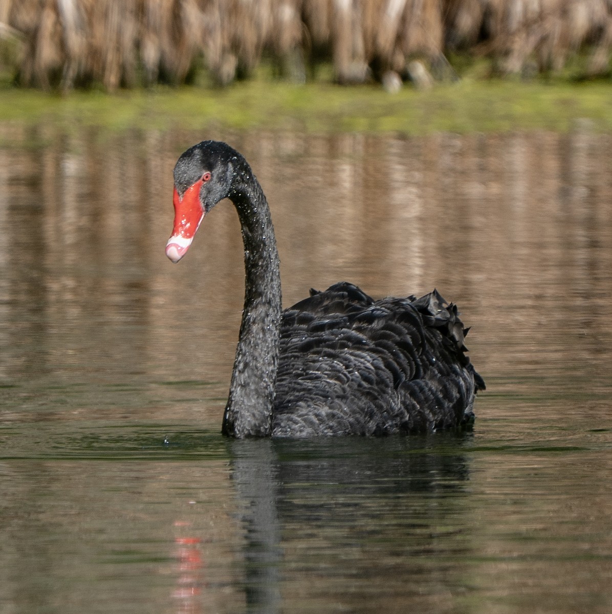 eBird Checklist - 20 Apr 2025 - Loveday Cove (Lake Cooby) - 36 species