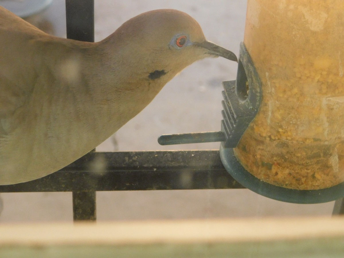 eBird Checklist - 21 Apr 2025 - My backyard - 6 species