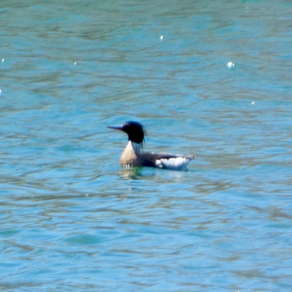 eBird Checklist - 20 Apr 2025 - Lake Pueblo SP--Valco Ponds - 22 species