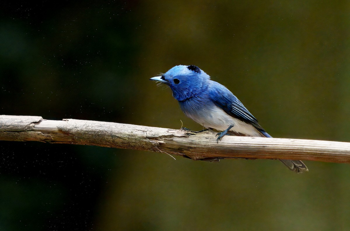 Black-naped Monarch - Hypothymis azurea - Medya Ara - Macaulay Library ...
