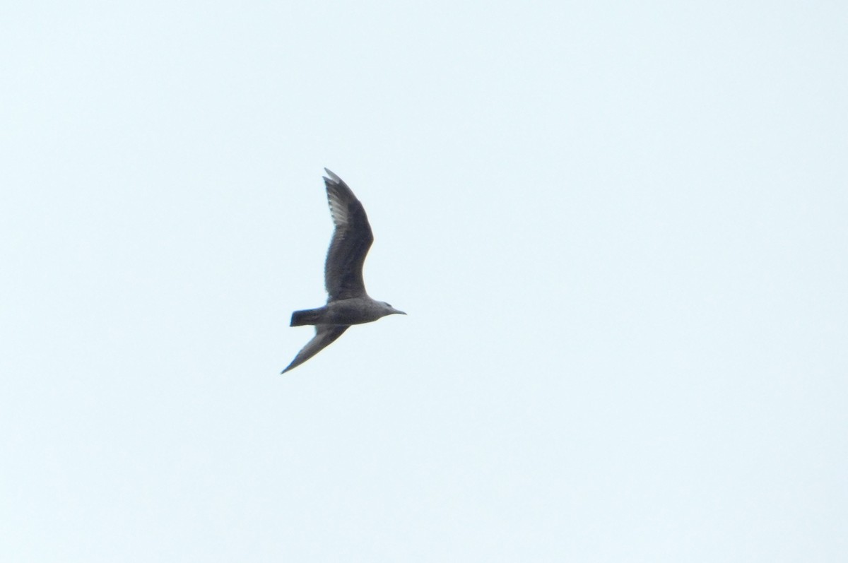 eBird Checklist - 21 Apr 2025 - Chimney Rock Hawk Watch - 52 species ...