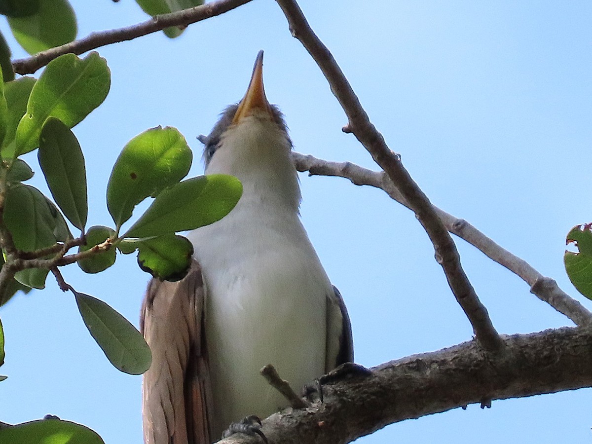 eBird Checklist - 20 Apr 2025 - Cockroach Bay Preserve and Surrounding ...