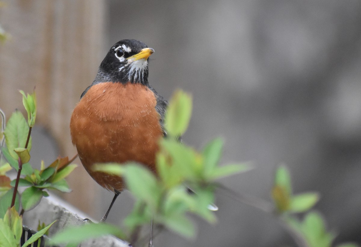 Pennsylvania Bird Atlas Checklist - 21 Apr 2025 - Haverford College ...