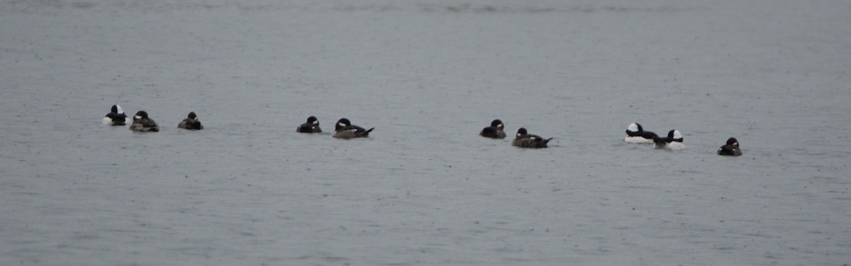 eBird Checklist - 21 Apr 2025 - General Motors Technical Center ...