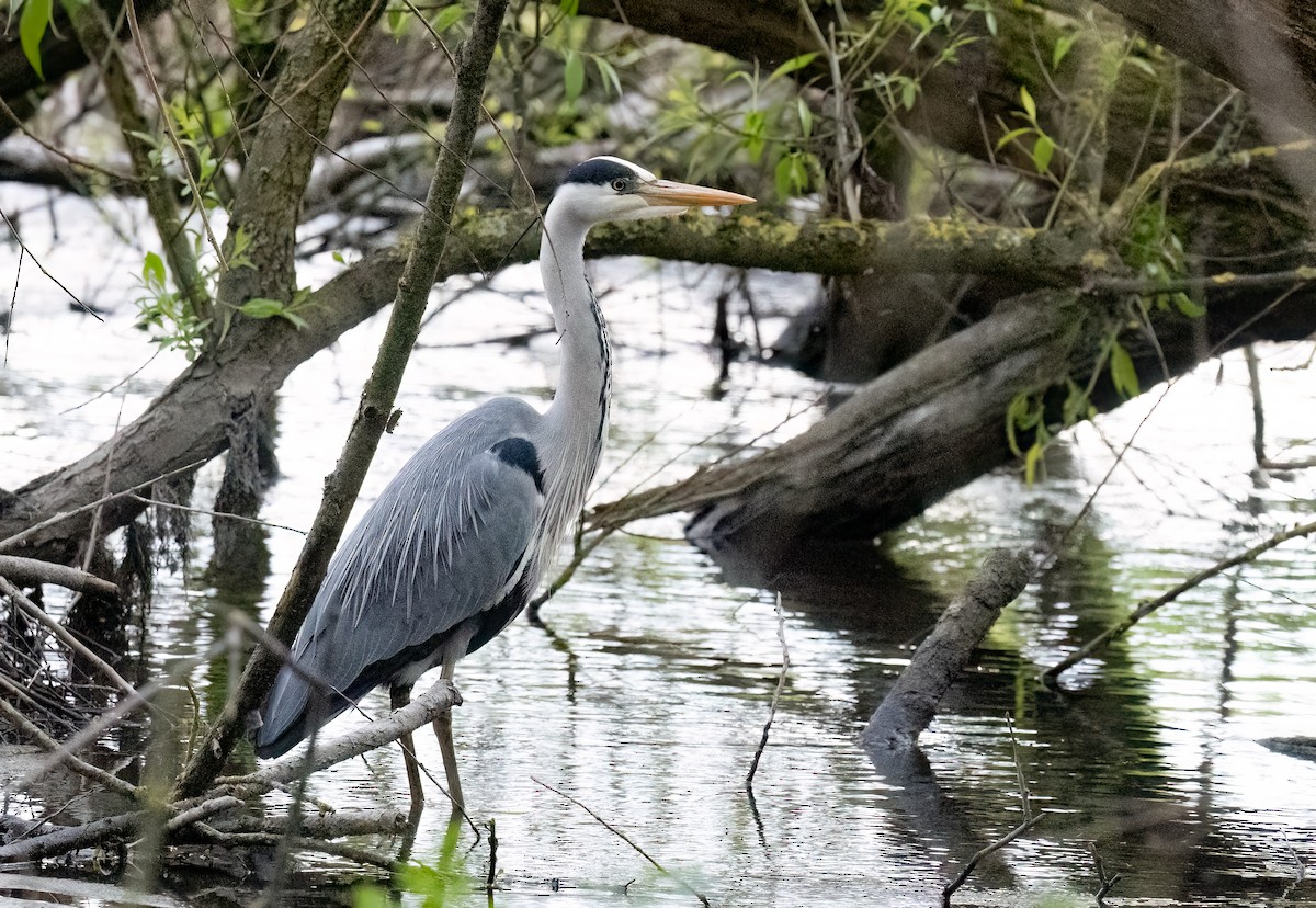 eBird Checklist - 21 Apr 2025 - Staines Moor SSSI - 52 species