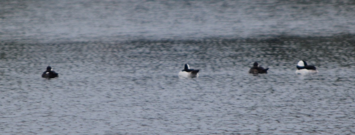 eBird Checklist - 21 Apr 2025 - General Motors Technical Center ...