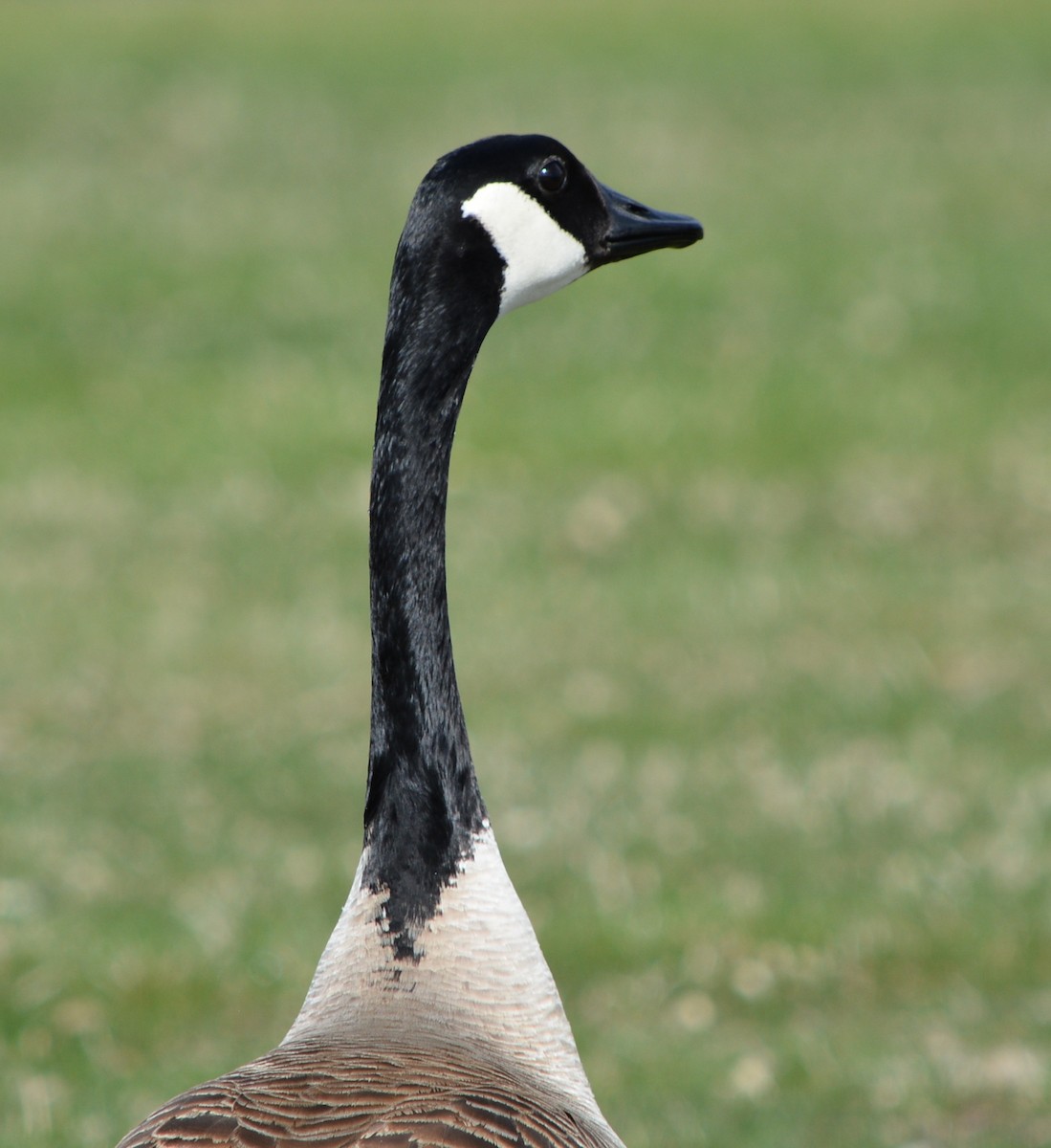 eBird Checklist - 21 Apr 2025 - General Motors Technical Center ...