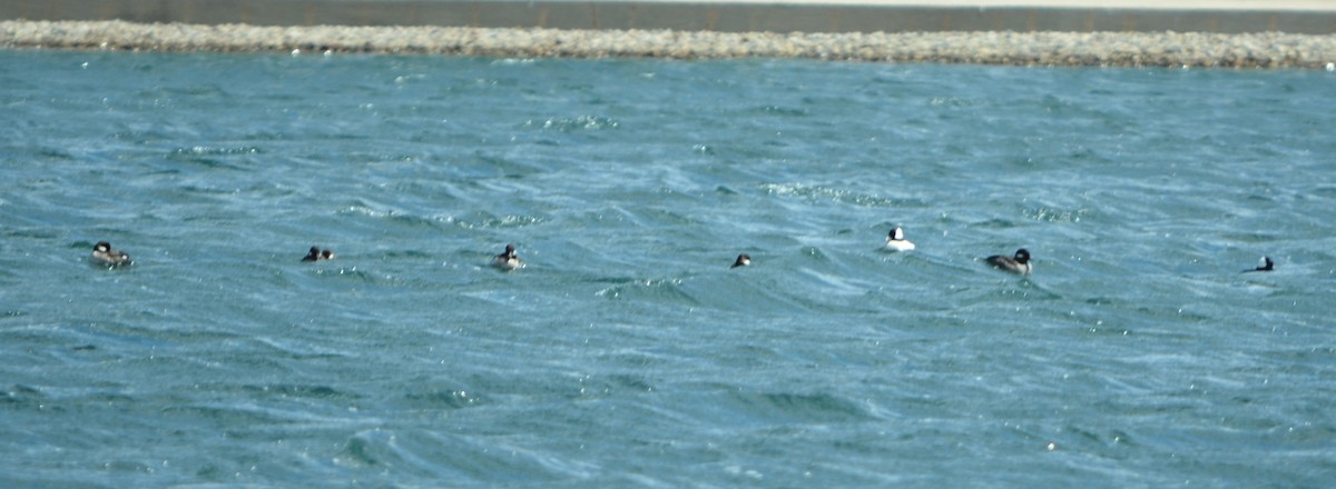 eBird Checklist - 21 Apr 2025 - General Motors Technical Center ...