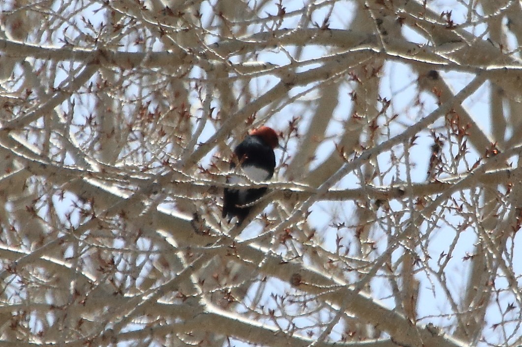eBird Checklist - 21 Apr 2025 - Mountain Home Reservoir SWA - 5 species