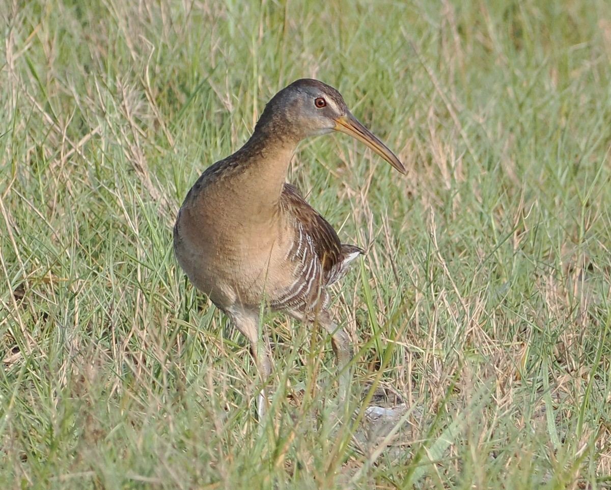 ML634189660 - Clapper Rail - Macaulay Library